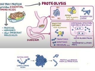 Biomolecules Proteins and Amino Acids.pptx