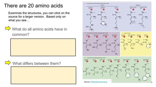 Biomolecules_ Proteins (Guided Learning).pptx