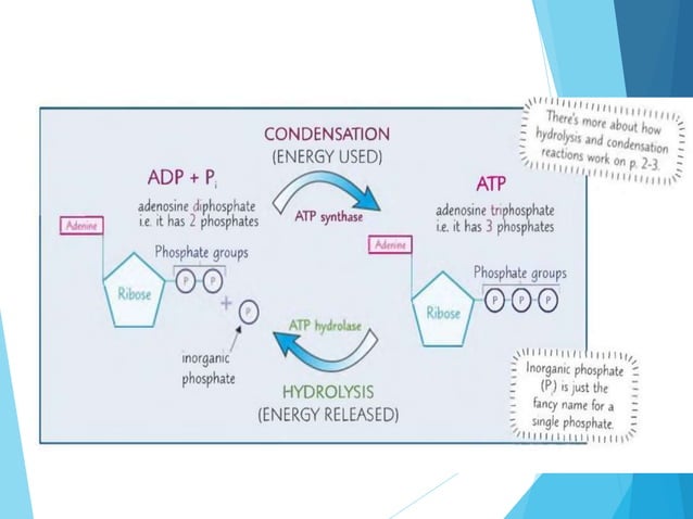 Biomolekul air, ATP, Ion anorganik | PPT