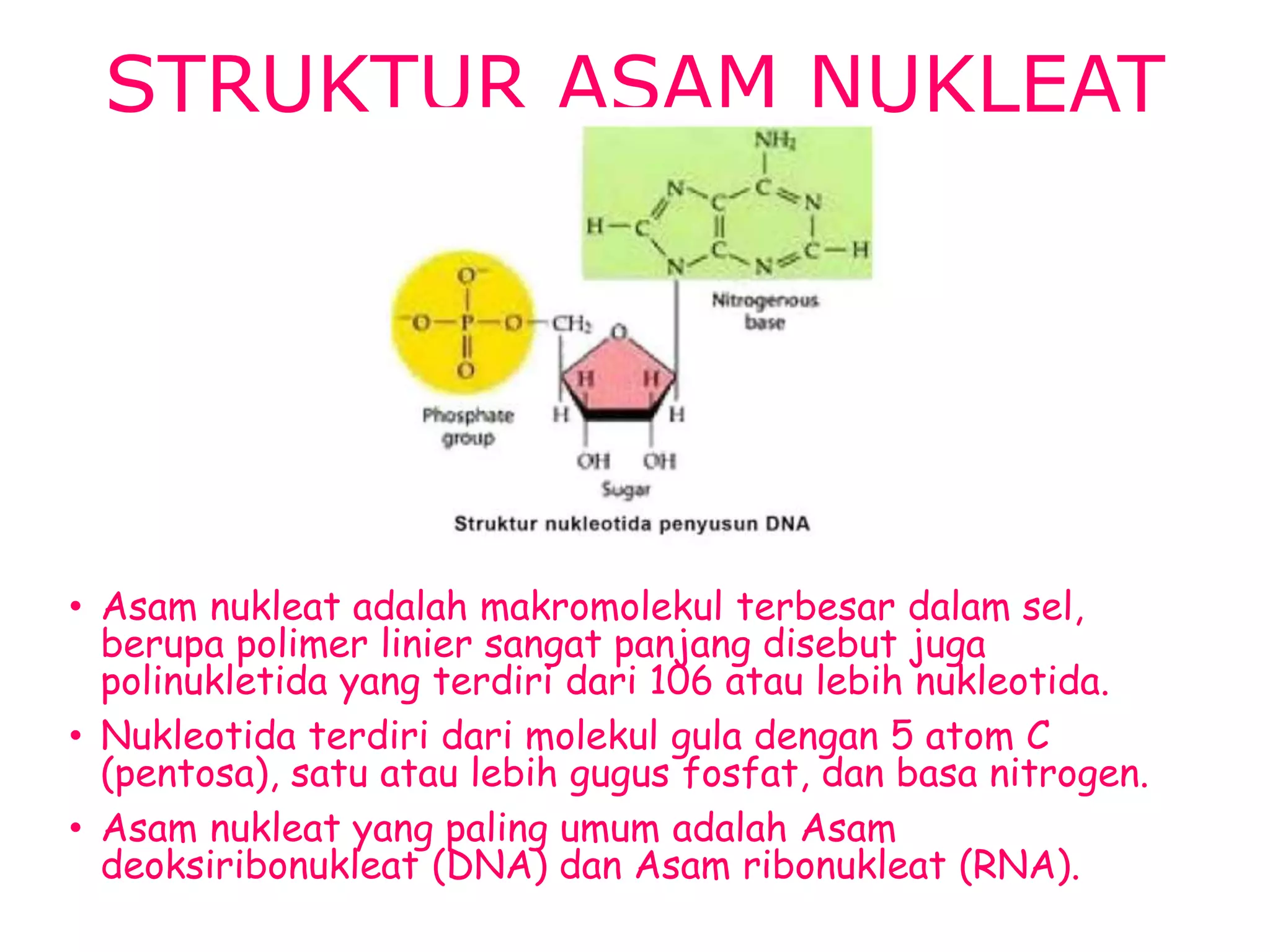 DASAR DASAR BIOMOLEKULER | PPTX