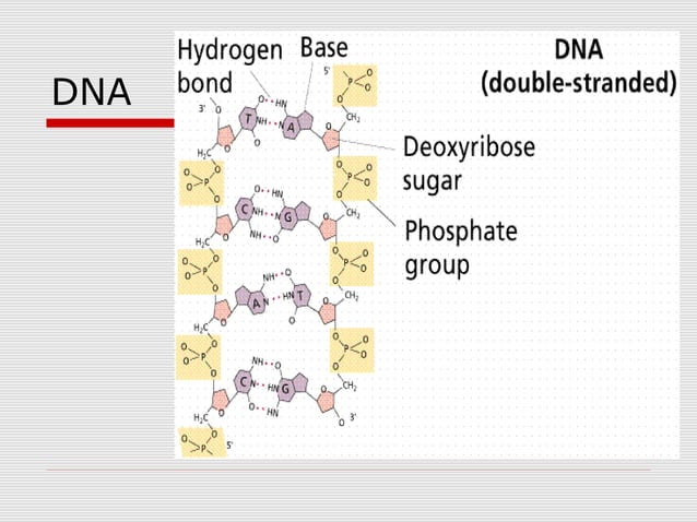Biomolekul ppt | PPT