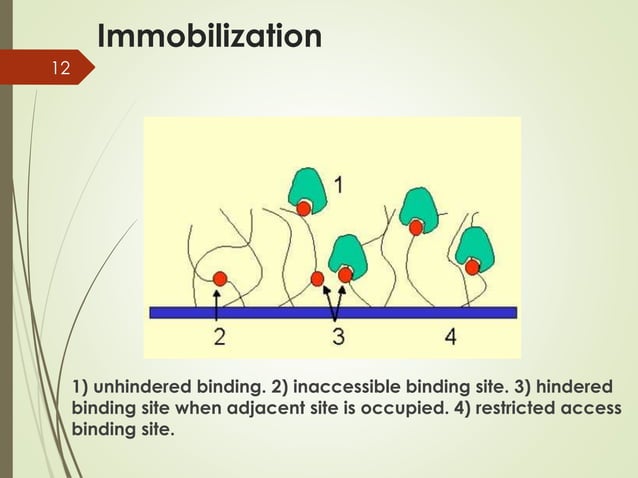 Biomolecules immobilization | PPTX | Chemistry | Science