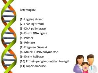 biologi molekuler replikasi dna | PDF