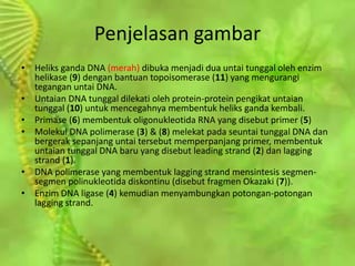 biologi molekuler replikasi dna | PDF