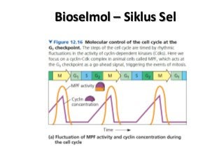 Siklus Sel Tahapan Siklus Sel Kontrol Pemelahan Sel Dan Mekanisme Sel