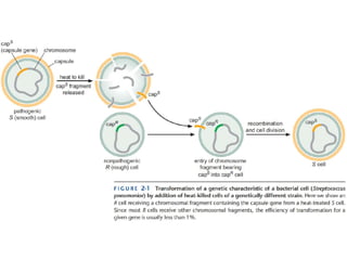 Molecular_biology_first_course_recombination_replication_mutations | PDF