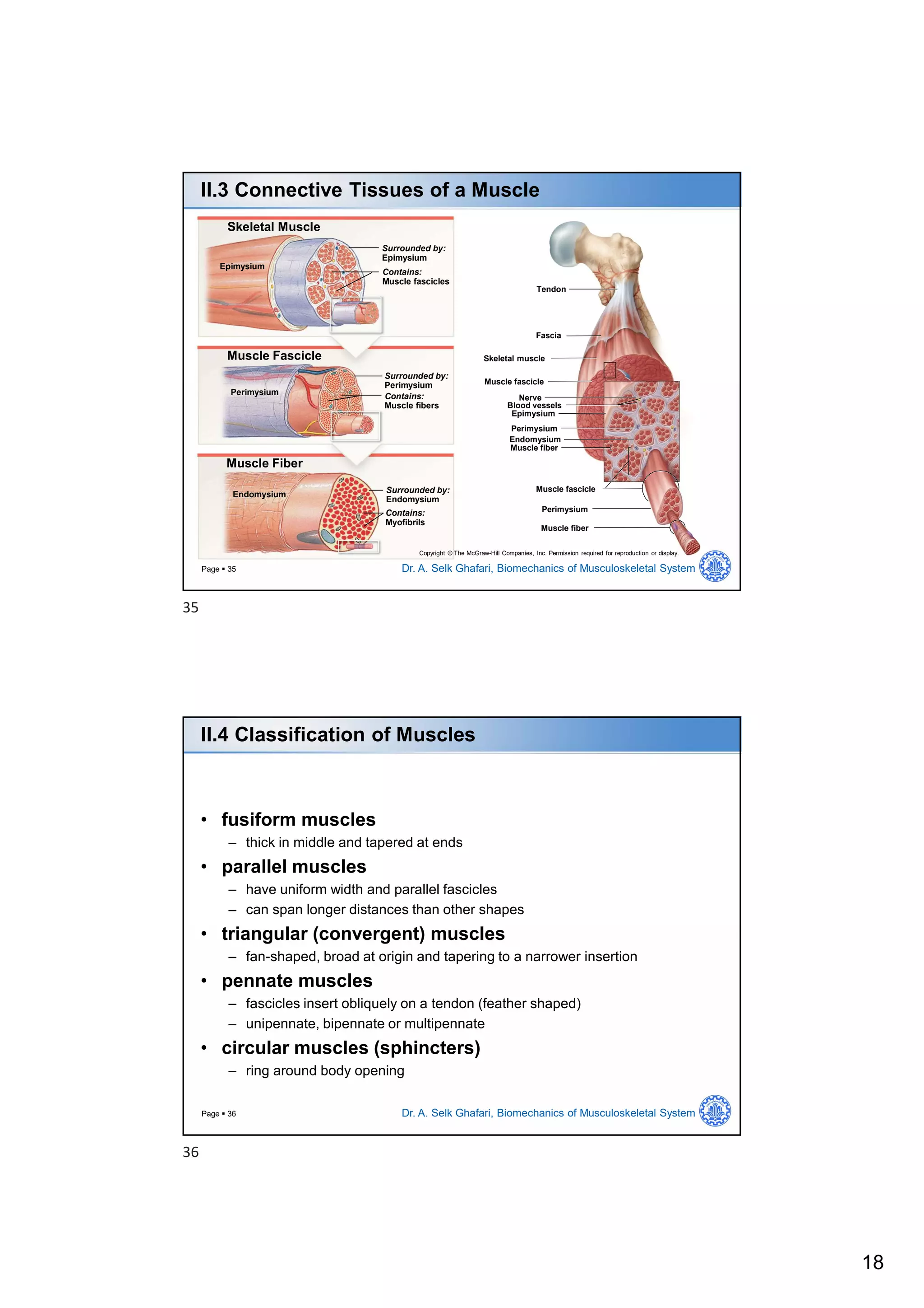 Dr. Ali Selk Ghafari: Biomechanics of Musculoskeletal System ...