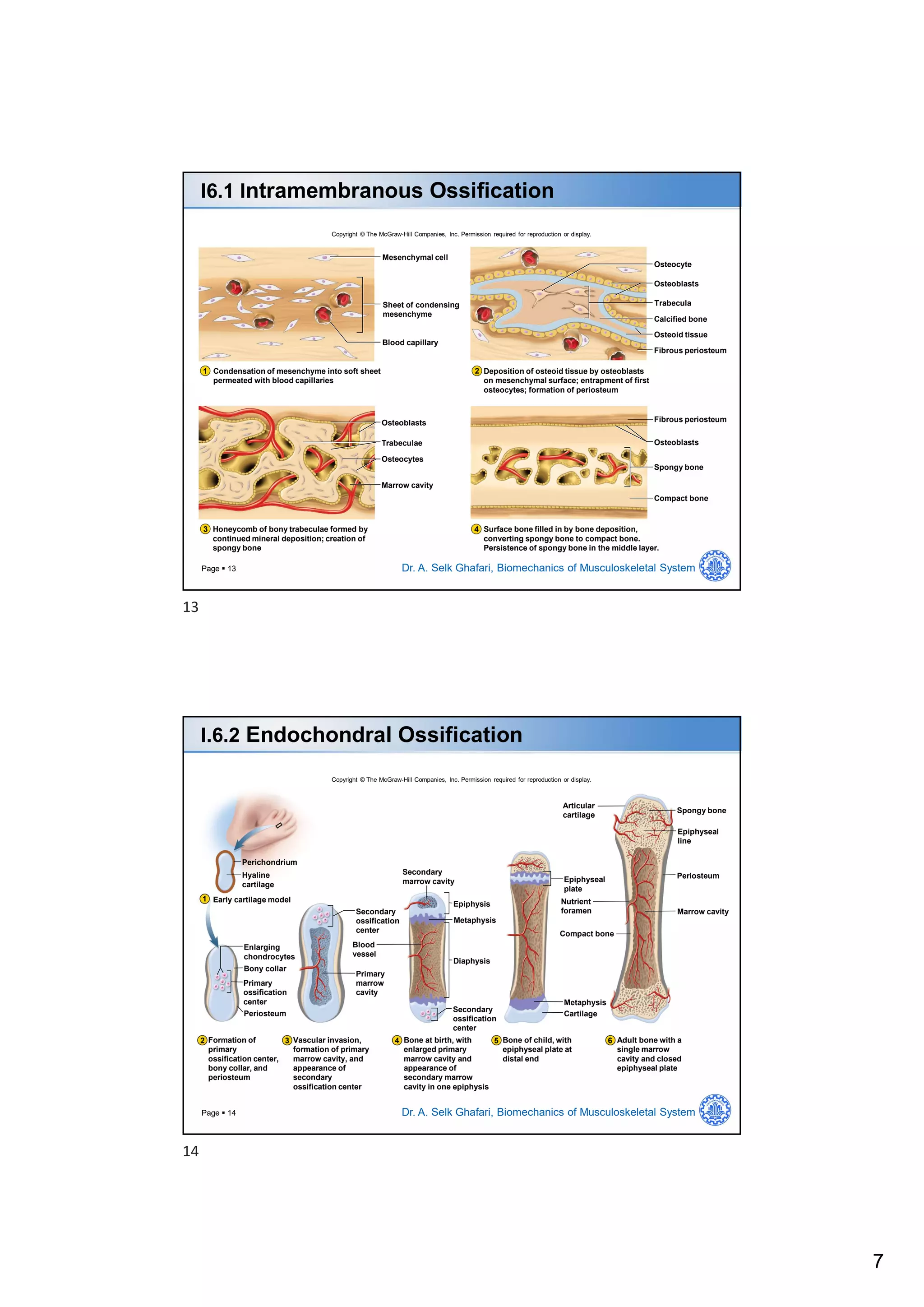 Dr. Ali Selk Ghafari: Biomechanics of Musculoskeletal System ...