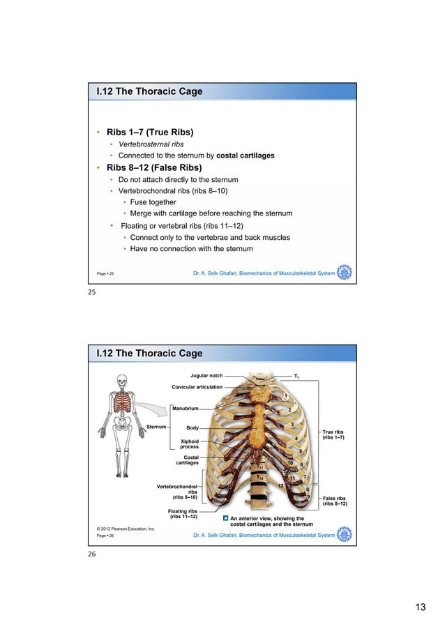 Dr. Ali Selk Ghafari: Biomechanics of Musculoskeletal System ...