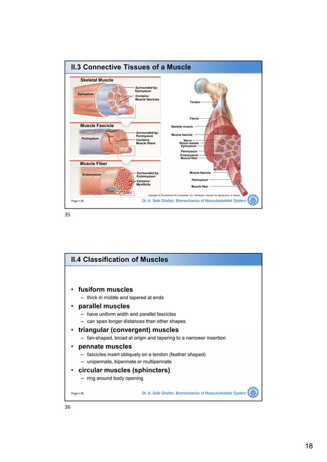 Dr. Ali Selk Ghafari: Biomechanics of Musculoskeletal System ...
