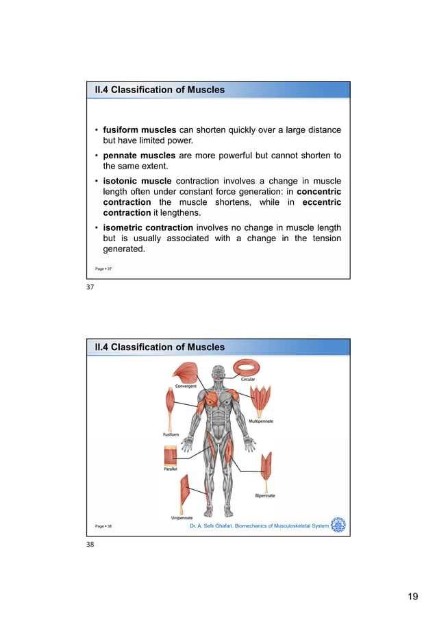 Dr. Ali Selk Ghafari: Biomechanics of Musculoskeletal System ...