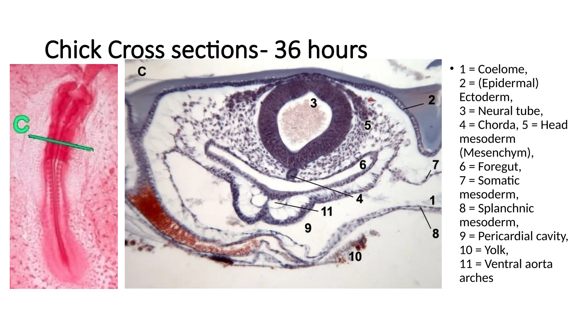 Presentation of Biology of musculosceletal.pptx