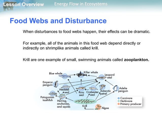 Energy Flow In An Ecosystem Exolained In Detsil With Diagrams Briefly Pdf