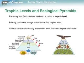 Energy flow in an ecosystem, exolained in detsil with diagrams briefly.pdf