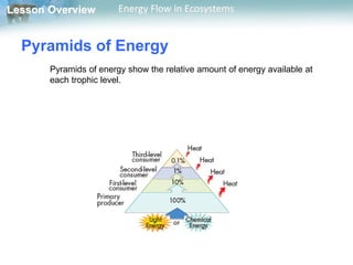 Energy flow in an ecosystem, exolained in detsil with diagrams briefly.pdf