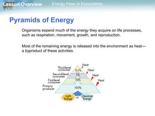 Energy flow in an ecosystem, exolained in detsil with diagrams briefly.pdf