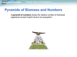 Energy flow in an ecosystem, exolained in detsil with diagrams briefly.pdf