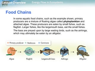 Energy flow in an ecosystem, exolained in detsil with diagrams briefly.pdf