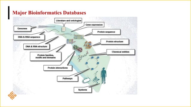 Bioinformatics Algorithms And Its Basics Ppt