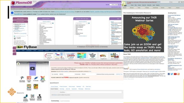 Bioinformatics Algorithms And Its Basics Ppt