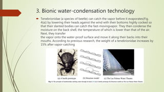 Bionic architecture | PPTX