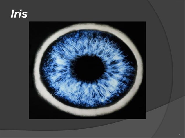 Bionic eye | PPT