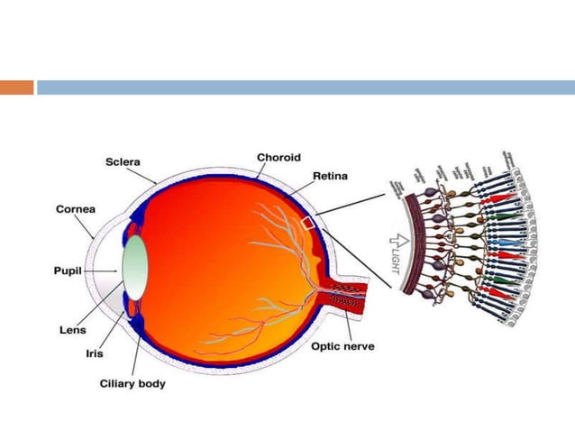 Bionic Eye | PPTX