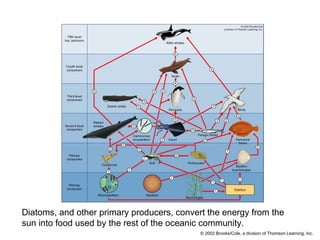 Bioocean1 :Introduction to Biological Oceanography | PPT