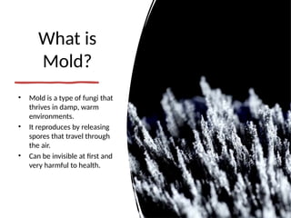 The Ultimate Guide to Mold: Health, Prevention & Professional Solutions ...