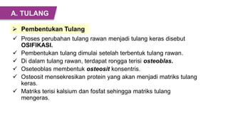 biologi - rangka.pptx