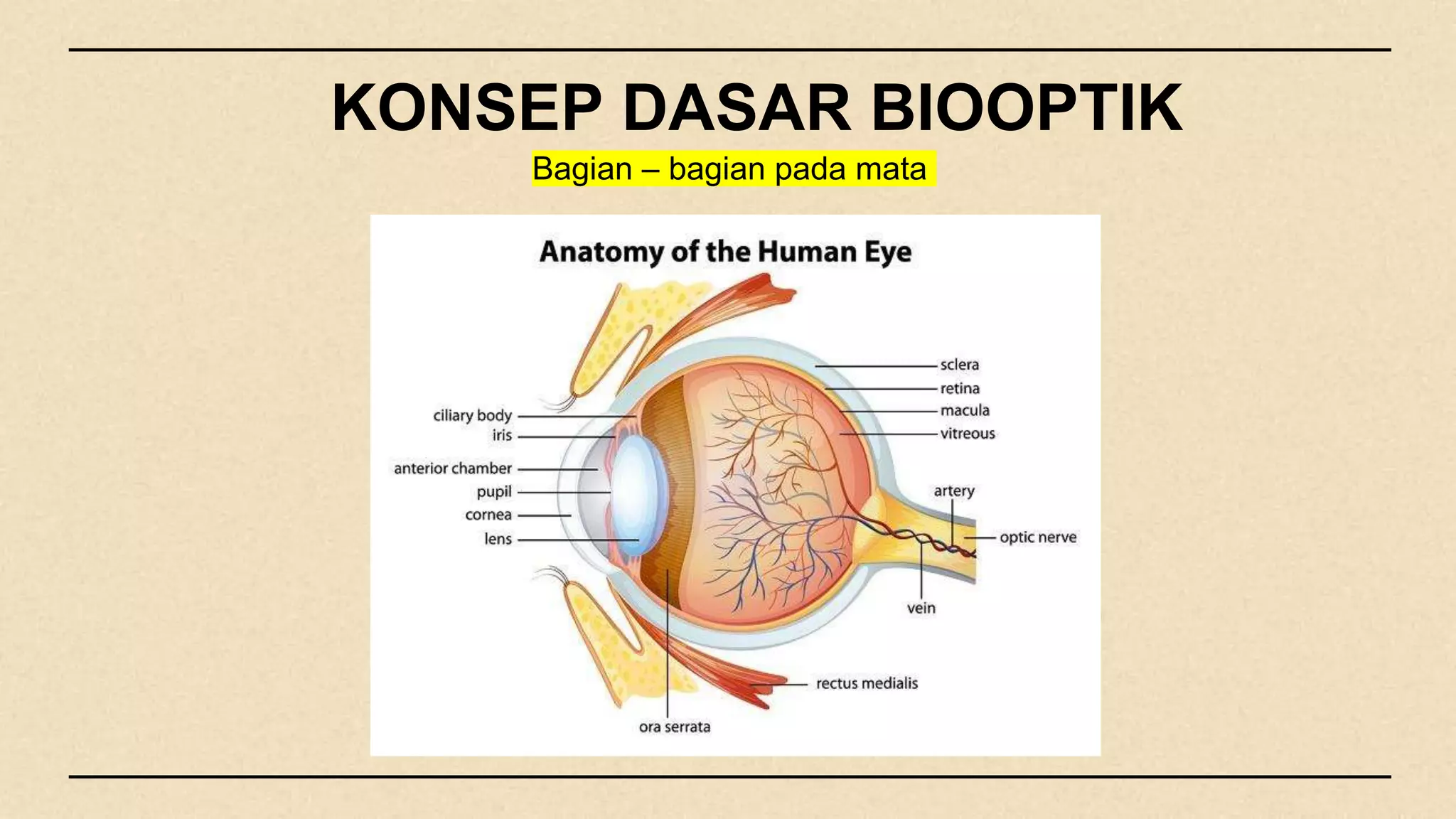 Biooptik_Fika Ainur Rahmawati_5322120001.pptx