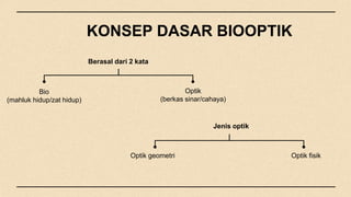 Biooptik_Fika Ainur Rahmawati_5322120001.pptx