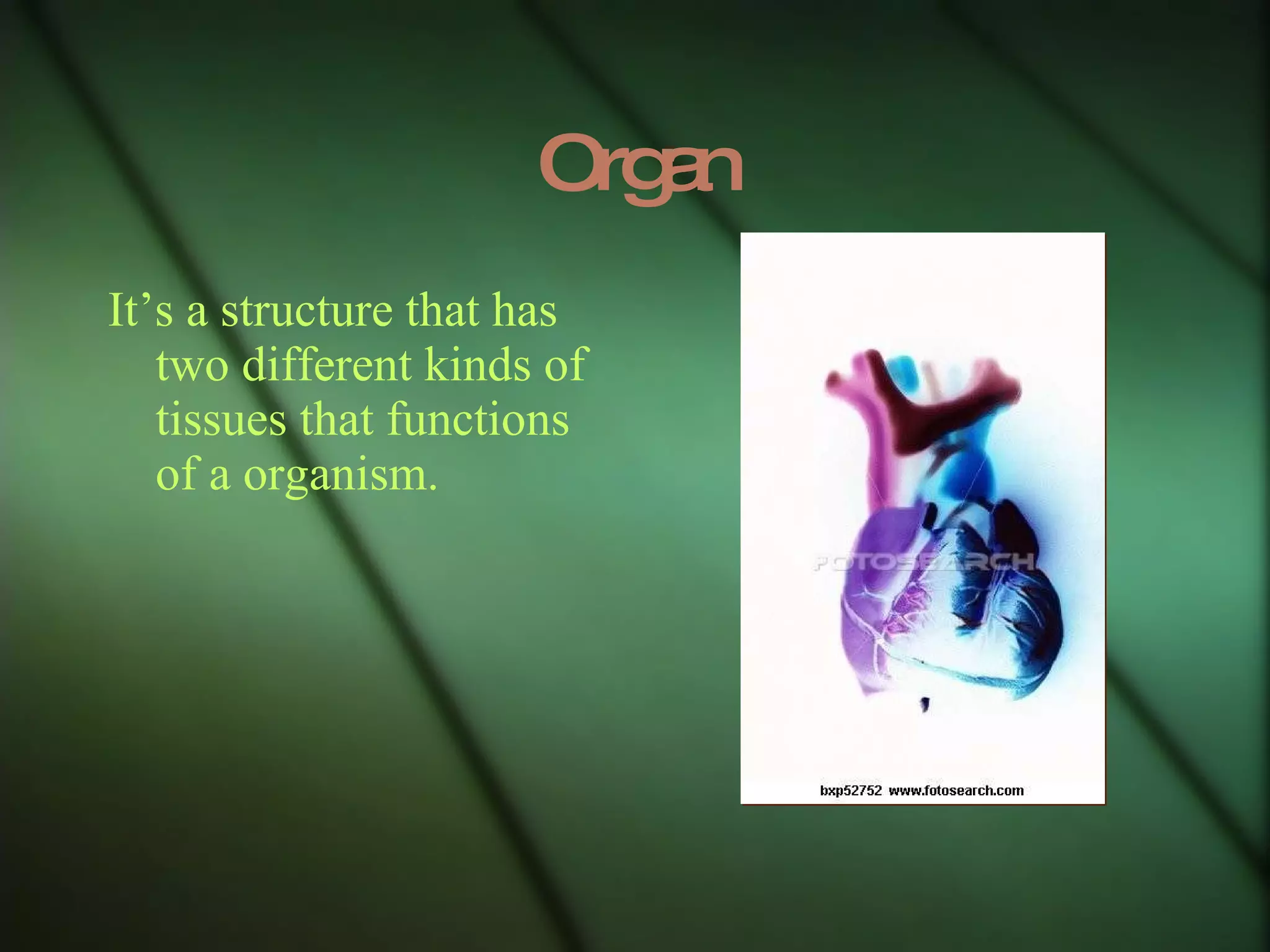 Bio Organism | PPT