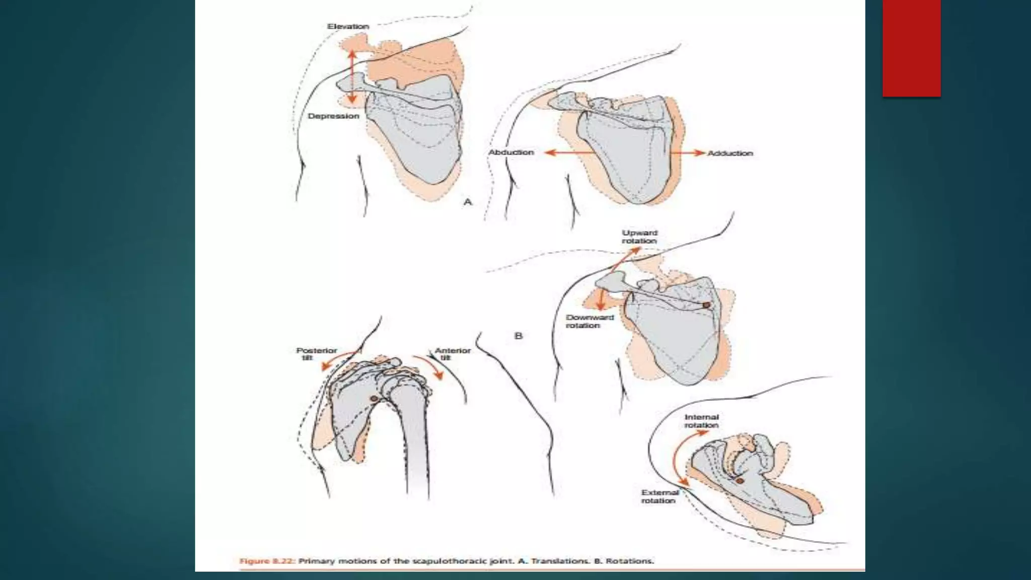 bio & pathomechanics of shoulder.pptx