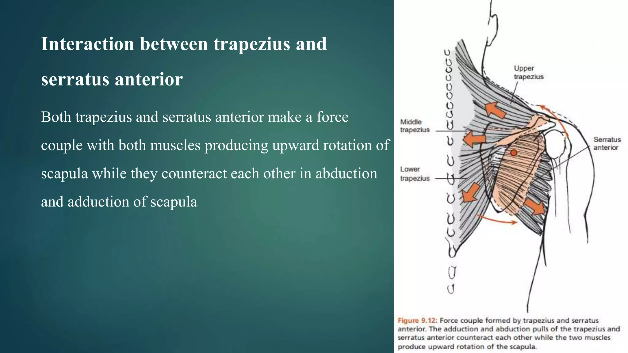 bio & pathomechanics of shoulder.pptx