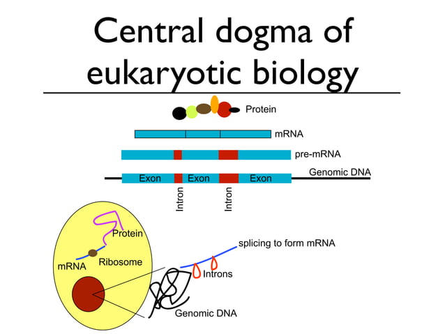 BioPerl: The evolution of a Bioinformatics Toolkit | PPT