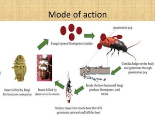 Biopesticide (2).pptx .This slides helps to know the different types of ...