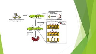 Introduction of pesticides and Biopesticide | PPTX