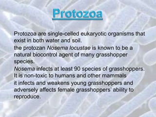 Biopesticides | PPT