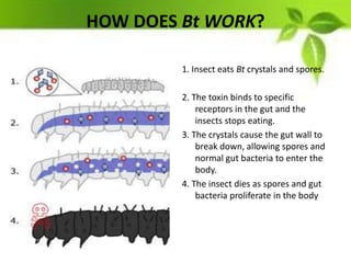 Bio pesticides | PPTX