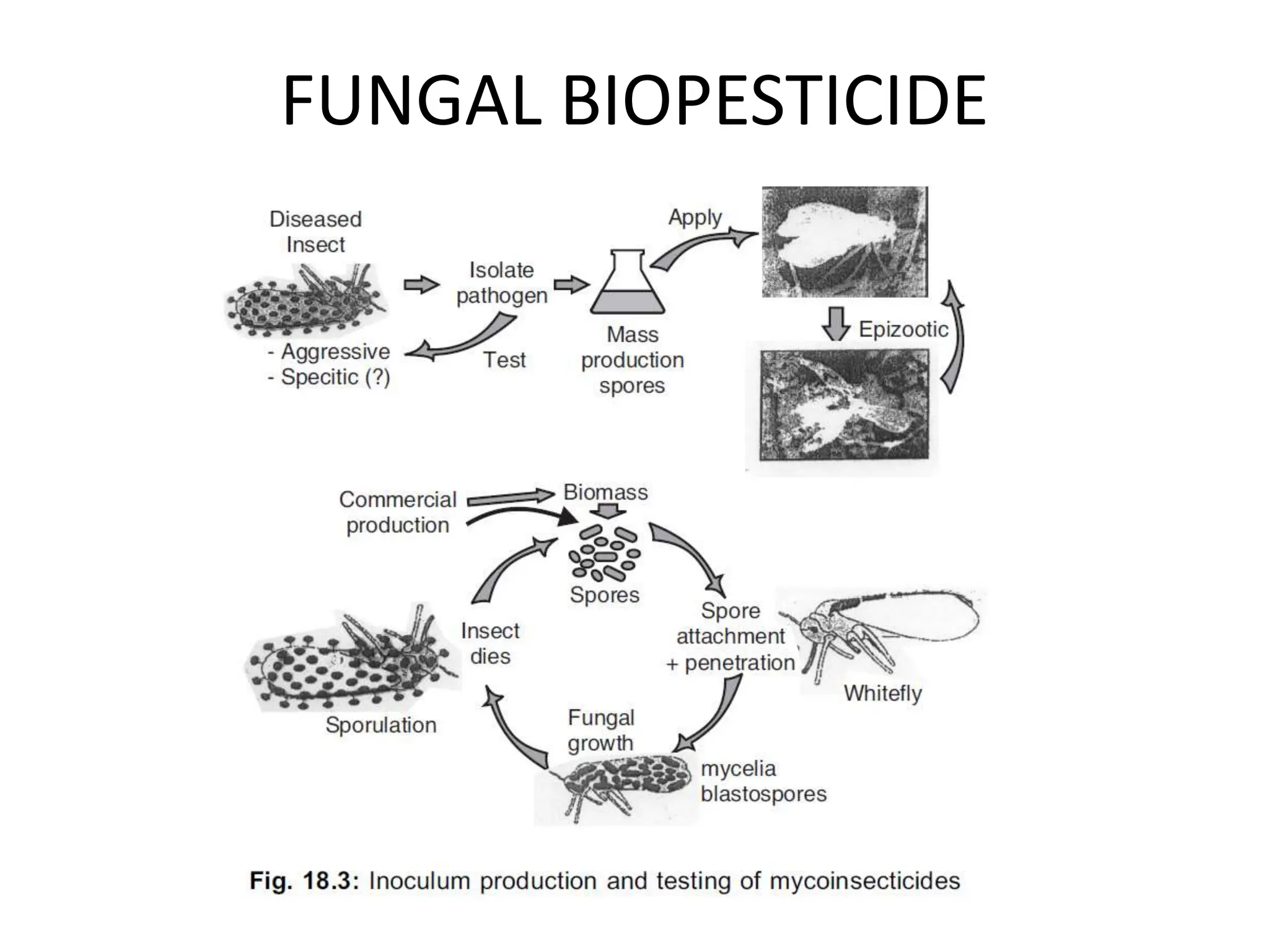 BIOPESTICIDES.pptx