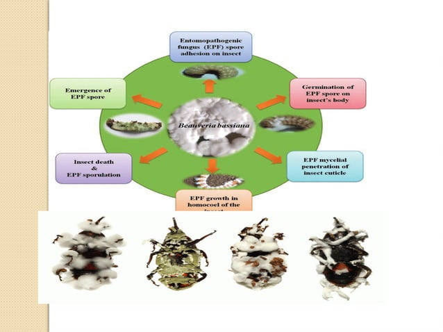 Introduction to the Biopesticides.pptx