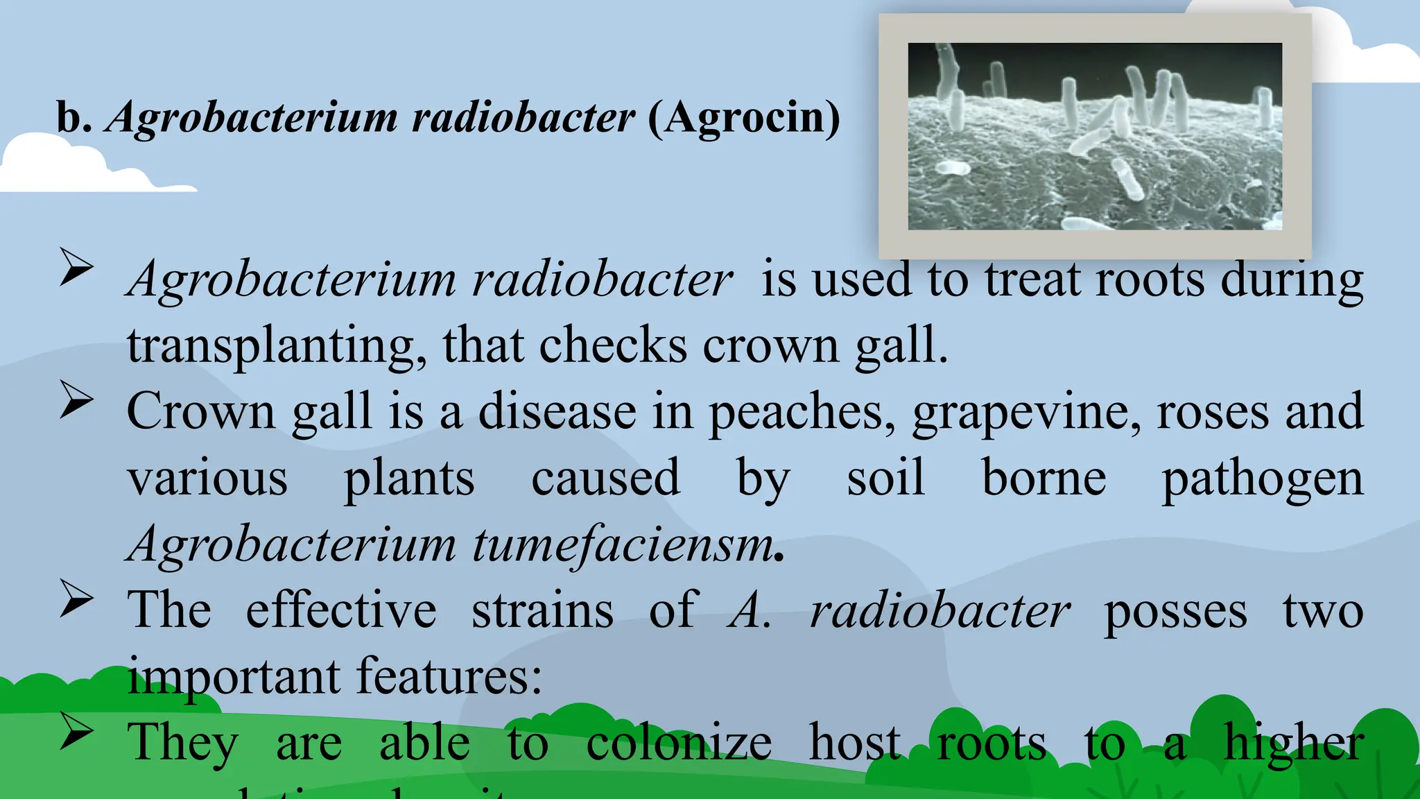 biopesticides report for college studentspptx | PPTX