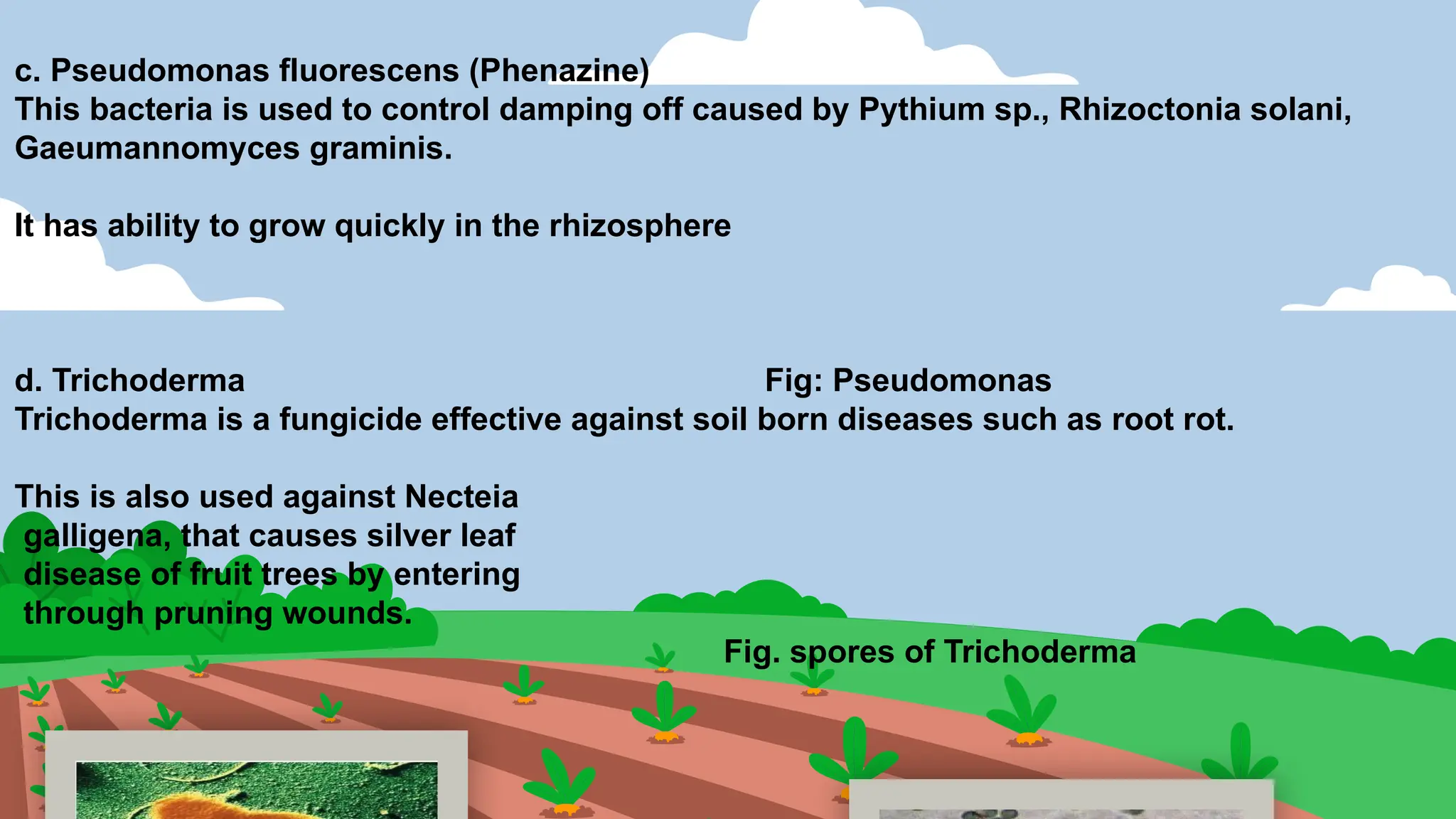 biopesticides report for college studentspptx | PPTX