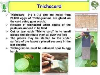 Biopesticides in opm | PPTX