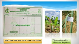 Biopestiside types and mass multiplication.pptx