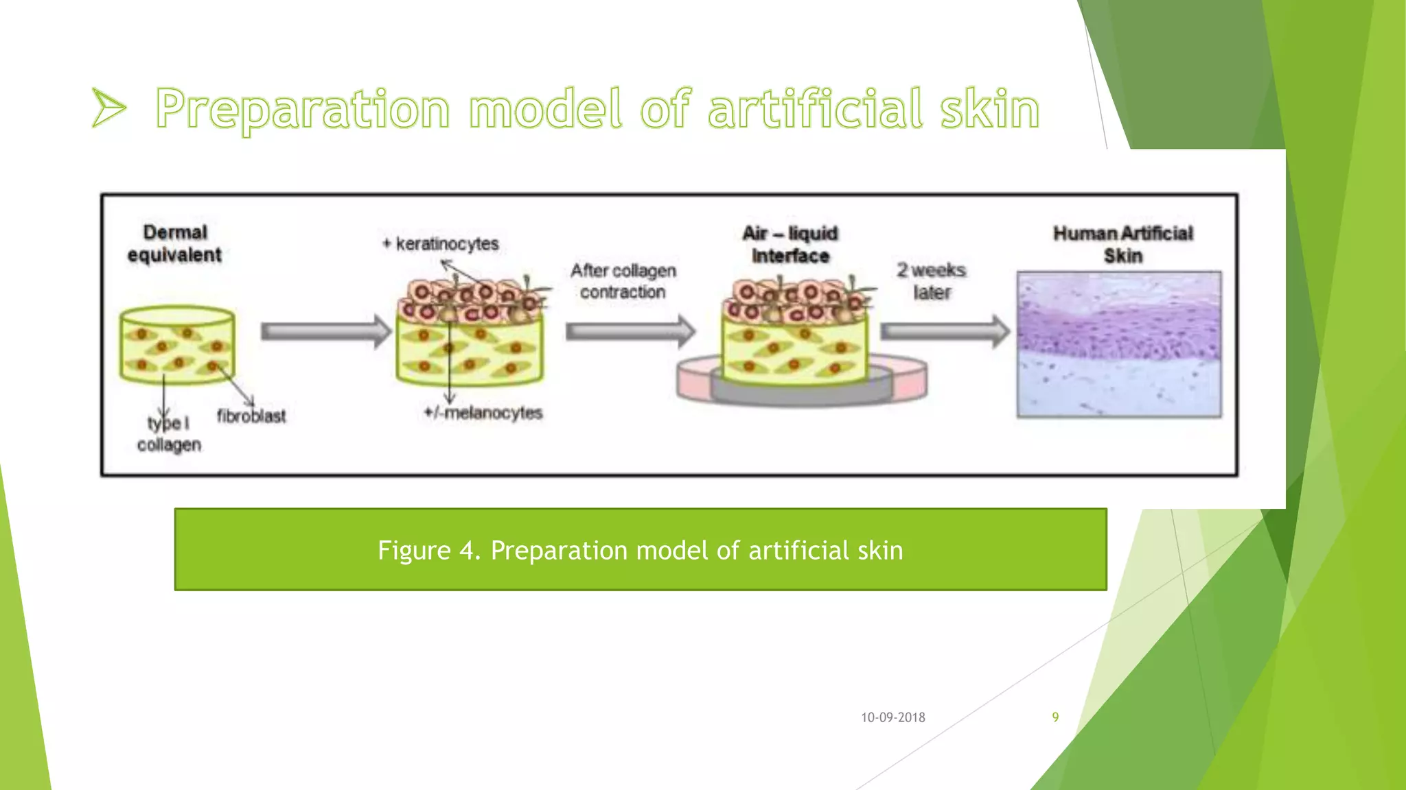 CELL LINES CULTURED FOR DERMAL ABSORPTION | PPT