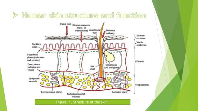 CELL LINES CULTURED FOR DERMAL ABSORPTION | PPT
