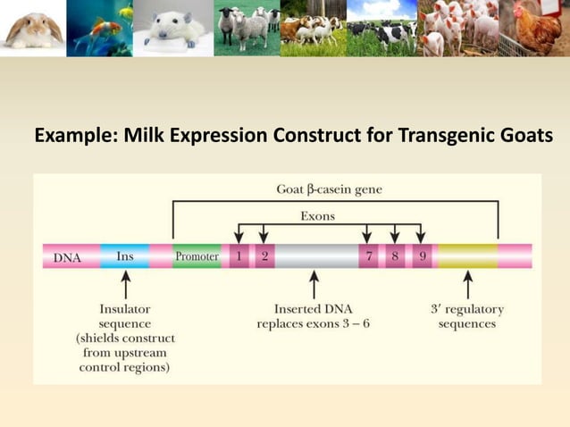 BioPharming (Molecular Farming) | PPTX | Biotech and Biomedical ...