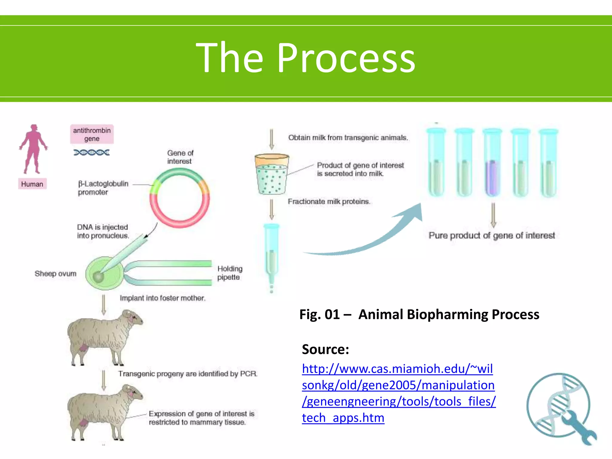 Biopharming - Introduction, Application, benefits and potential threats ...